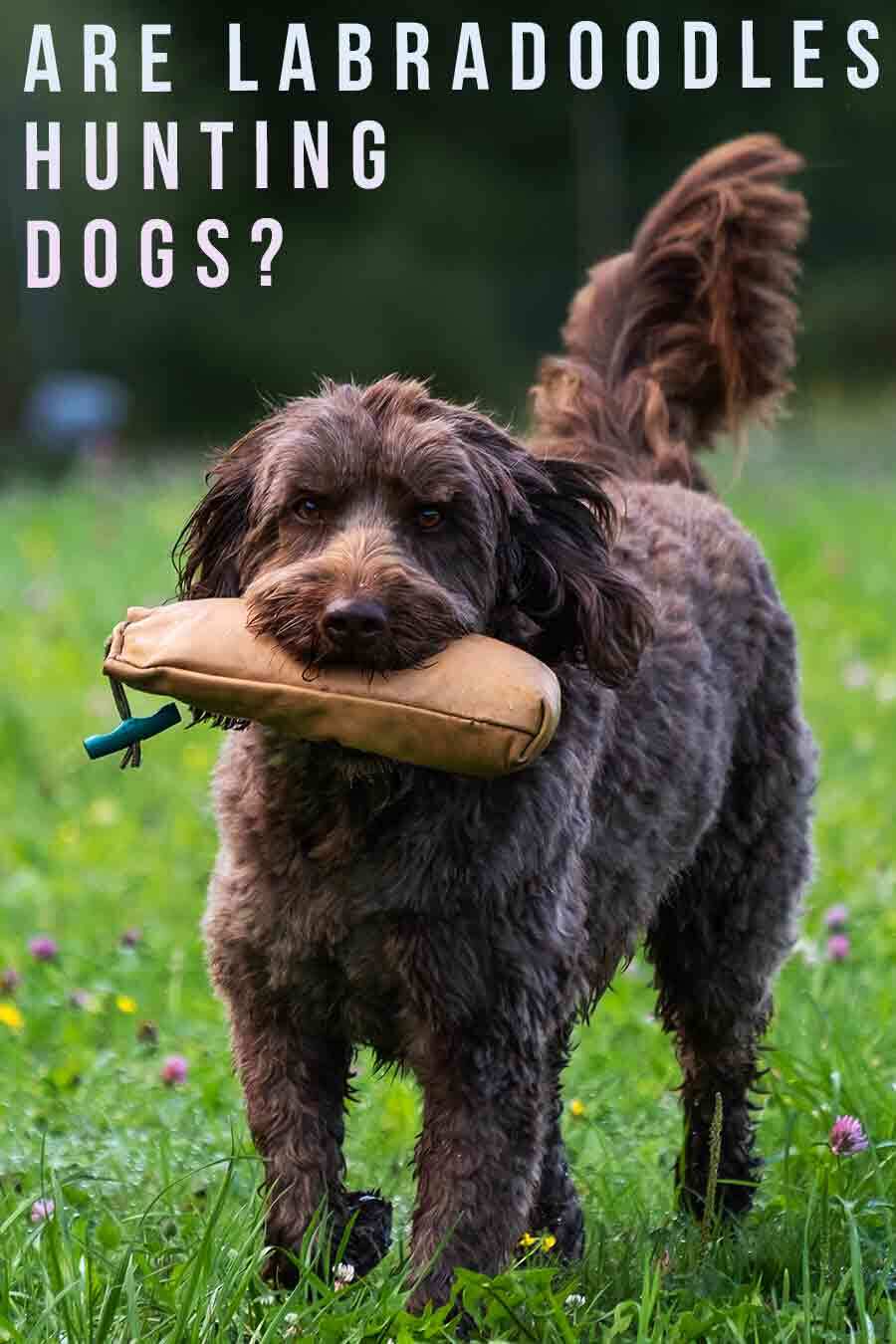 Are Labradoodles Hunting Dogs, Or Will They Let You Down In The Field?