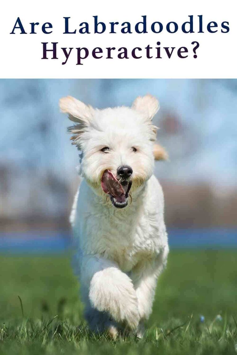 Are Labradoodles Hyperactive And High Energy Dogs