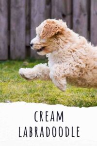 Cream Labradoodle - From White To Apricot Coats