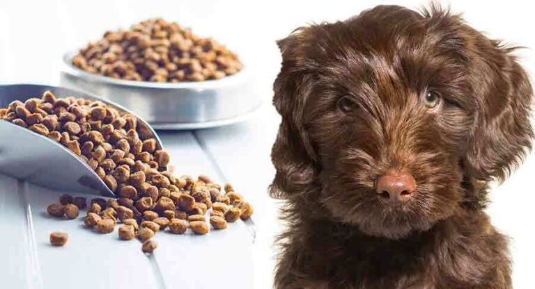 Feeding Your Labradoodle Puppy - Schedules, Routines and Amounts