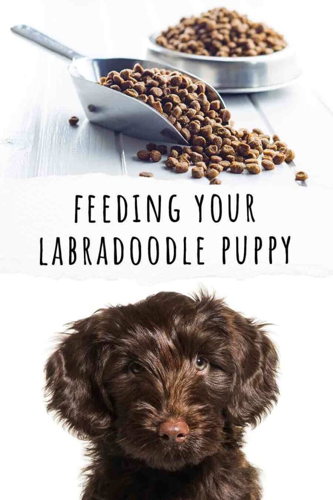 Feeding Your Labradoodle Puppy - Schedules, Routines and Amounts