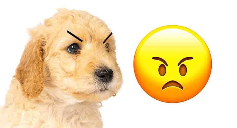 My Labradoodle Puppy Is Aggressive, What Should I Do?