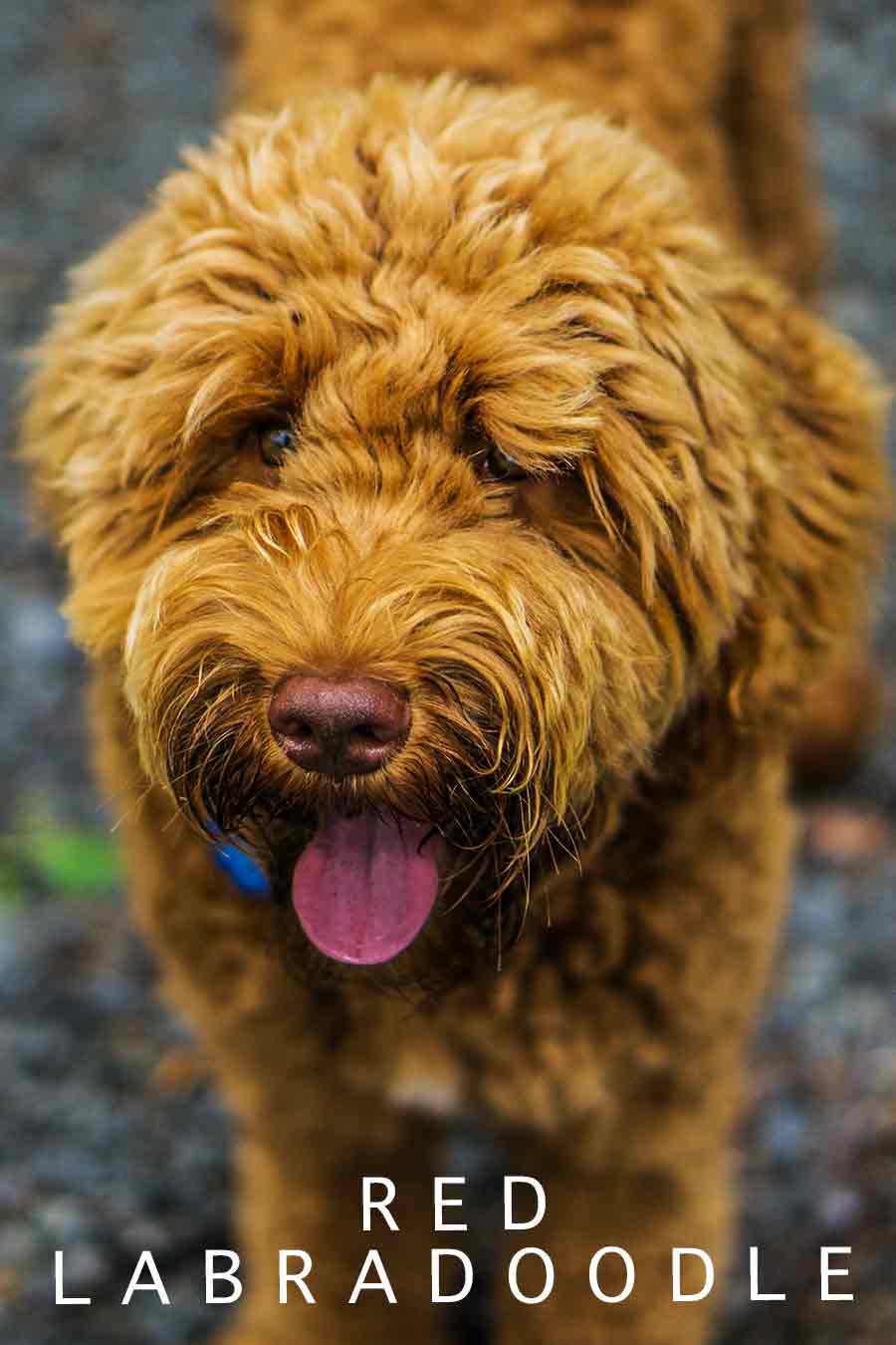 Red Fox Labradoodle -Does Your Dog Have The Rufus Gene?