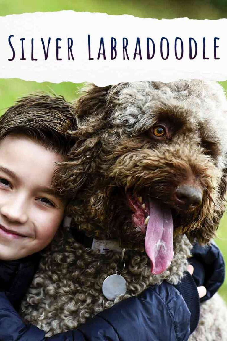 Silver Labradoodle - Pros and Cons of a Beautiful Breed