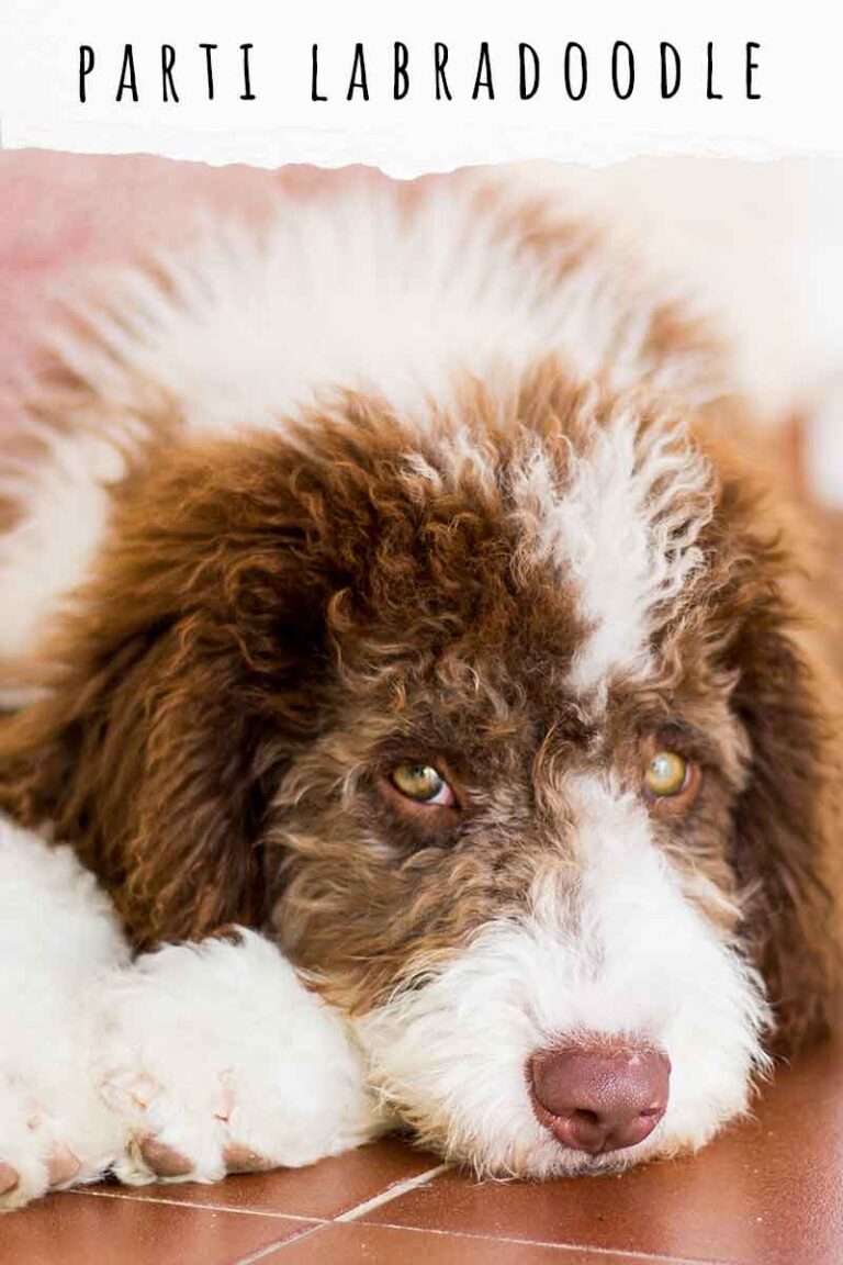 Parti Labradoodle - Parti Doodle Coat Colors Explained