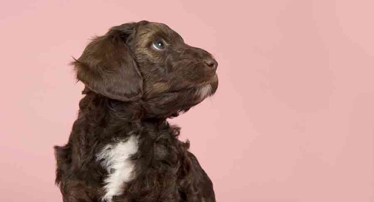 F1 Labradoodle - Understanding Dog Generations, And Why They Matter