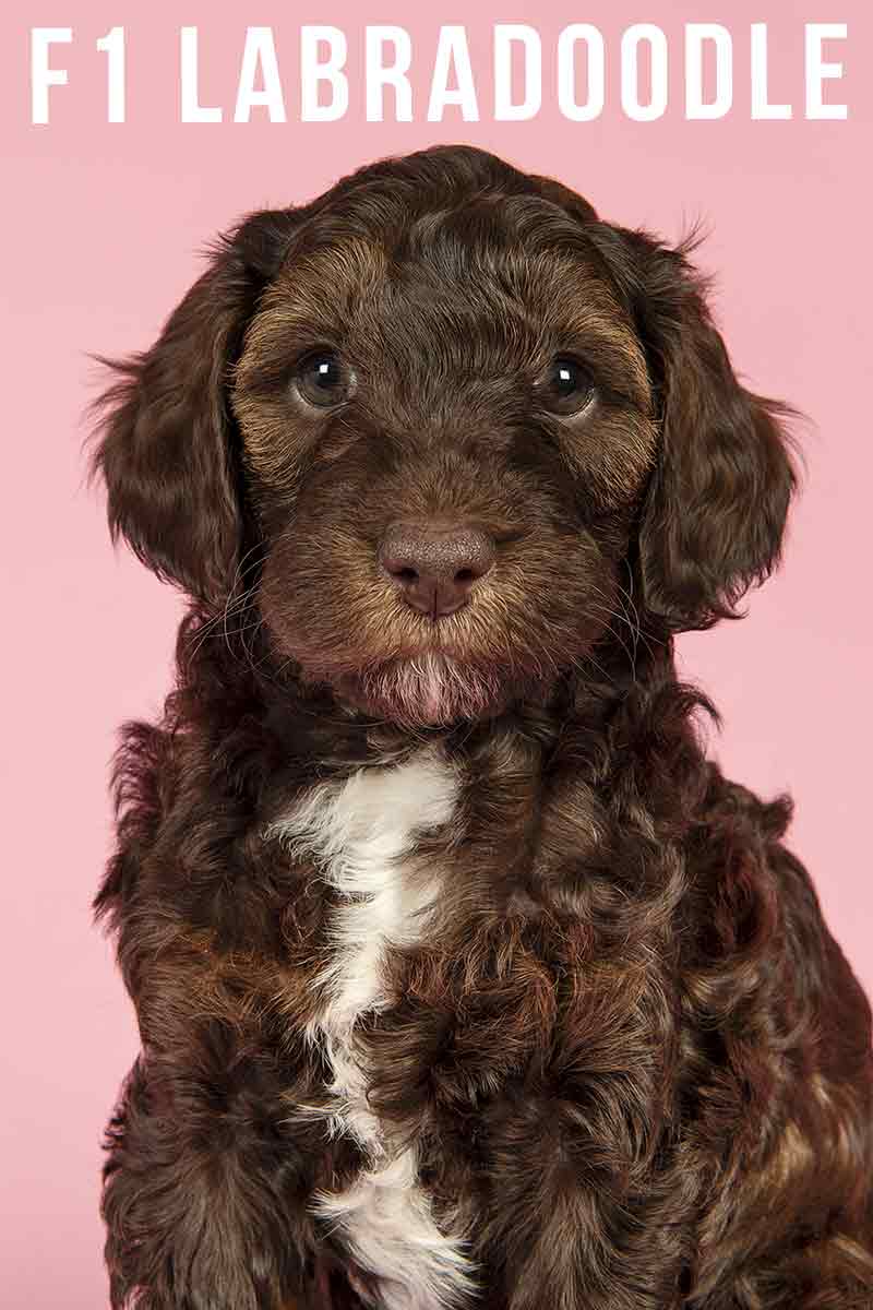 F1 Labradoodle - Understanding Dog Generations, And Why They Matter