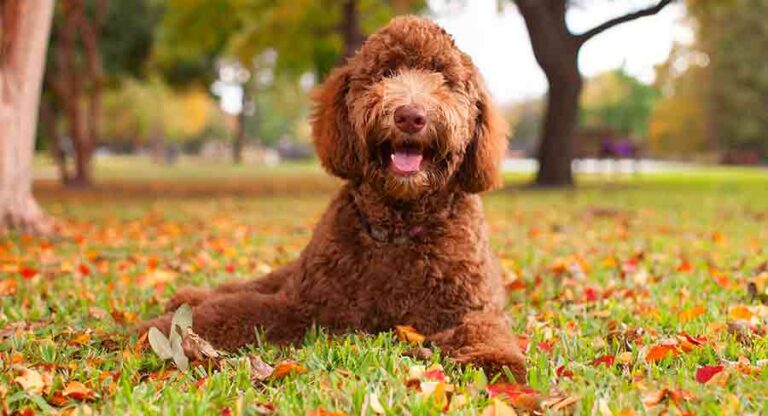 Brown Labradoodle - Decoding The Chocolate Labradoodle Coat