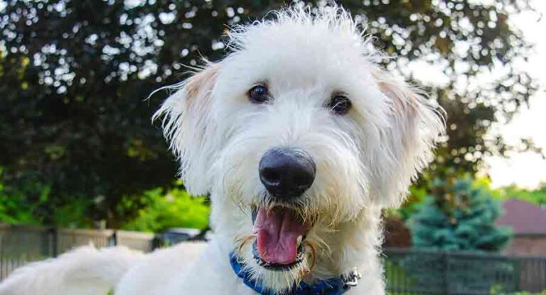 White Labradoodle - Finding The Palest Perfect Puppies