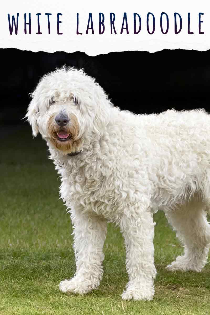 White Labradoodle - Finding The Palest Perfect Puppies