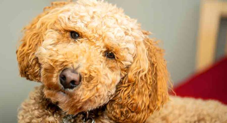 Labradoodle Temperament - What's Good And What's Bad About It?