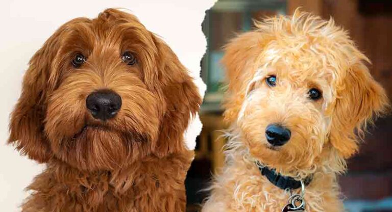 Labradoodle vs Goldendoodle – What are the Differences? Labradoodle vs Goldendoodle – What are the Differences?