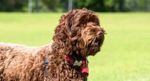 f2 Labradoodle - What Does It Mean And Are They Good Pets?