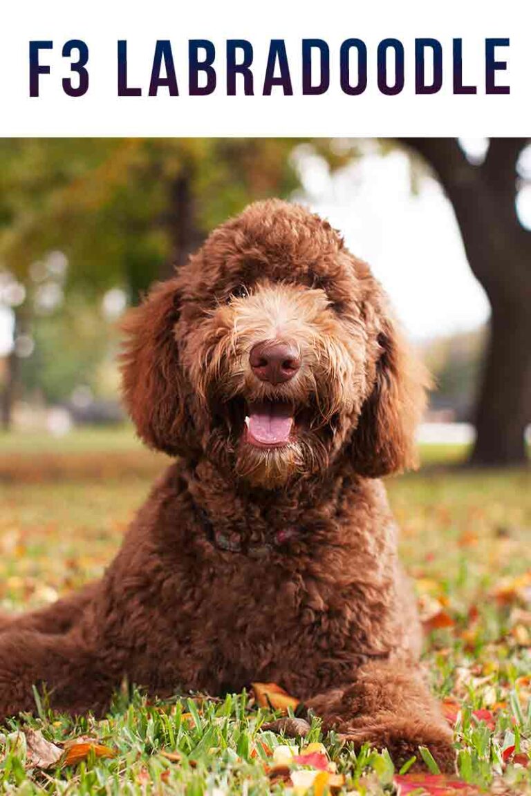 F3 Labradoodle - Your Guide To Multigenerational Labradoodles