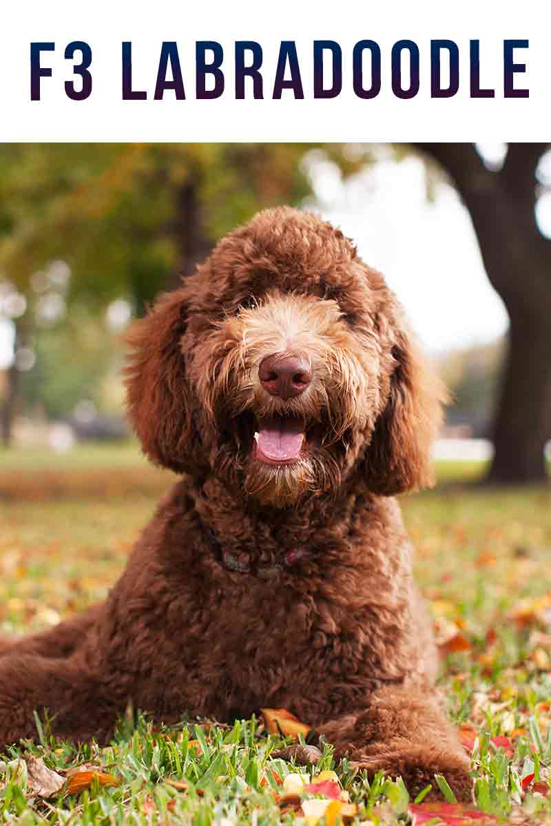 F3 Labradoodle - Your Guide To Multigenerational Labradoodles