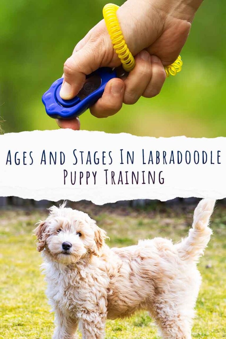 Ages and Stages in Labradoodle Puppy Training - How Training Develops