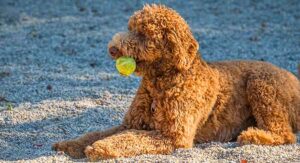 Are Labradoodles Easy To Train - Pros and Cons of Labradoodle Training