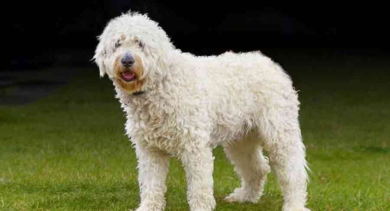 Labradoodle Wool Coat - Grooming, Shedding and Appearance