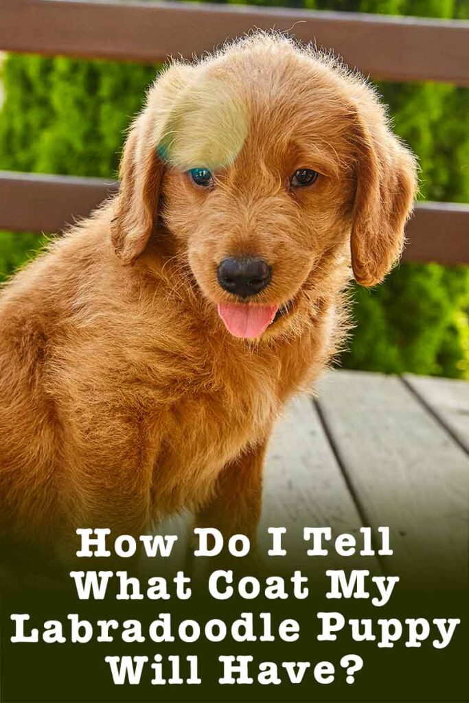 How Do I Tell What Coat My Labradoodle Puppy Will Have 