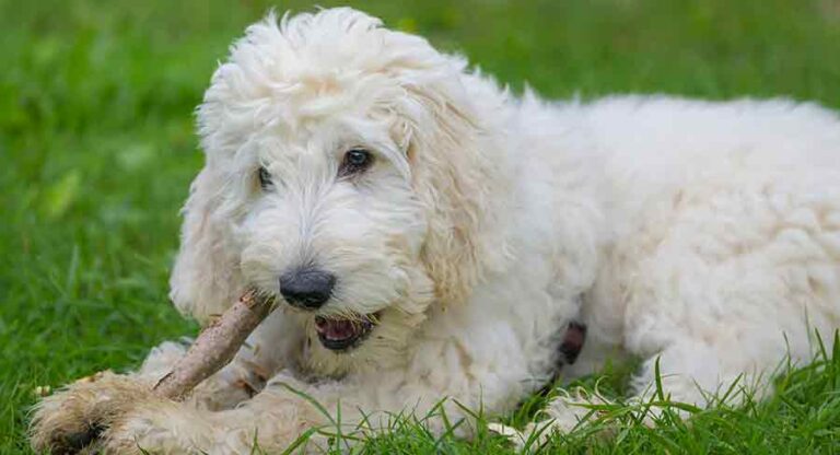 Wavy Labradoodle Puppy - A Guide To The Fleece Labradoodle Coat