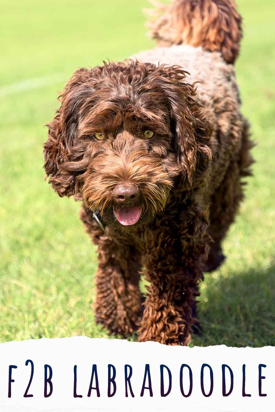 F2b Labradoodle - What Can You Expect From An F2b Labradoodle?