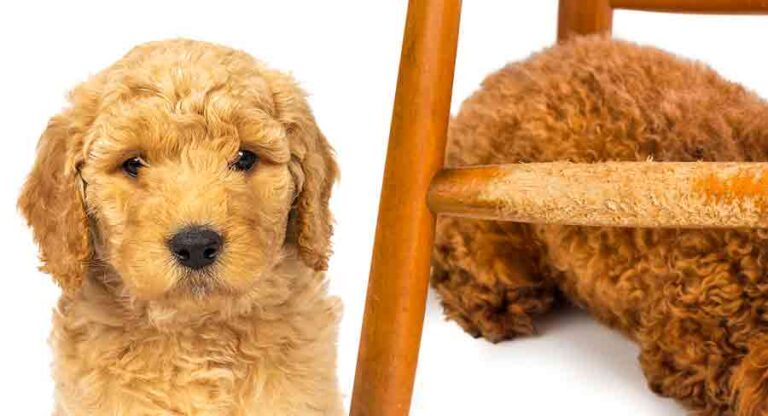 Labradoodle Teeth And Teething - A Complete Guide
