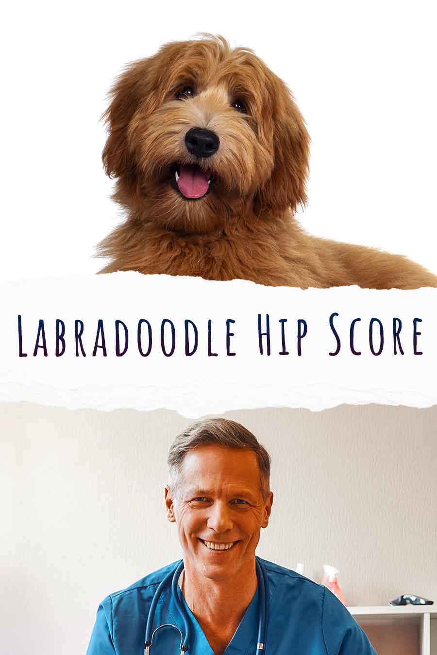 Labradoodle Hip Score - What They Mean And Why They're Important