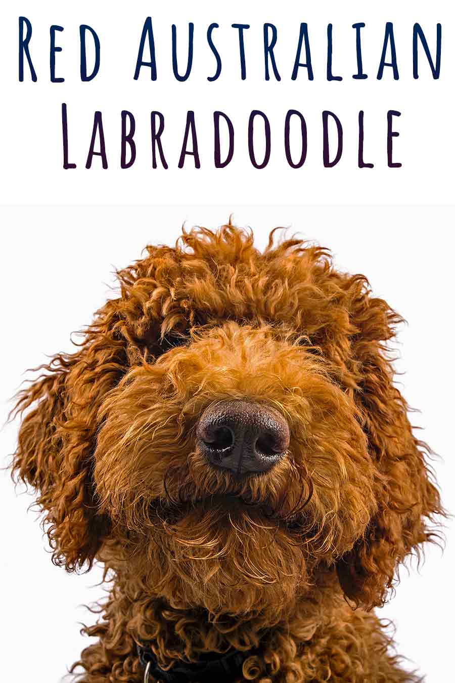 Red Australian Labradoodle - Is This Their Most Eye-Catching Color?