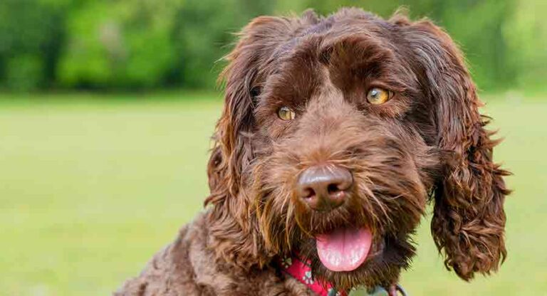 F2b Labradoodle - What Can You Expect From An F2b Labradoodle?