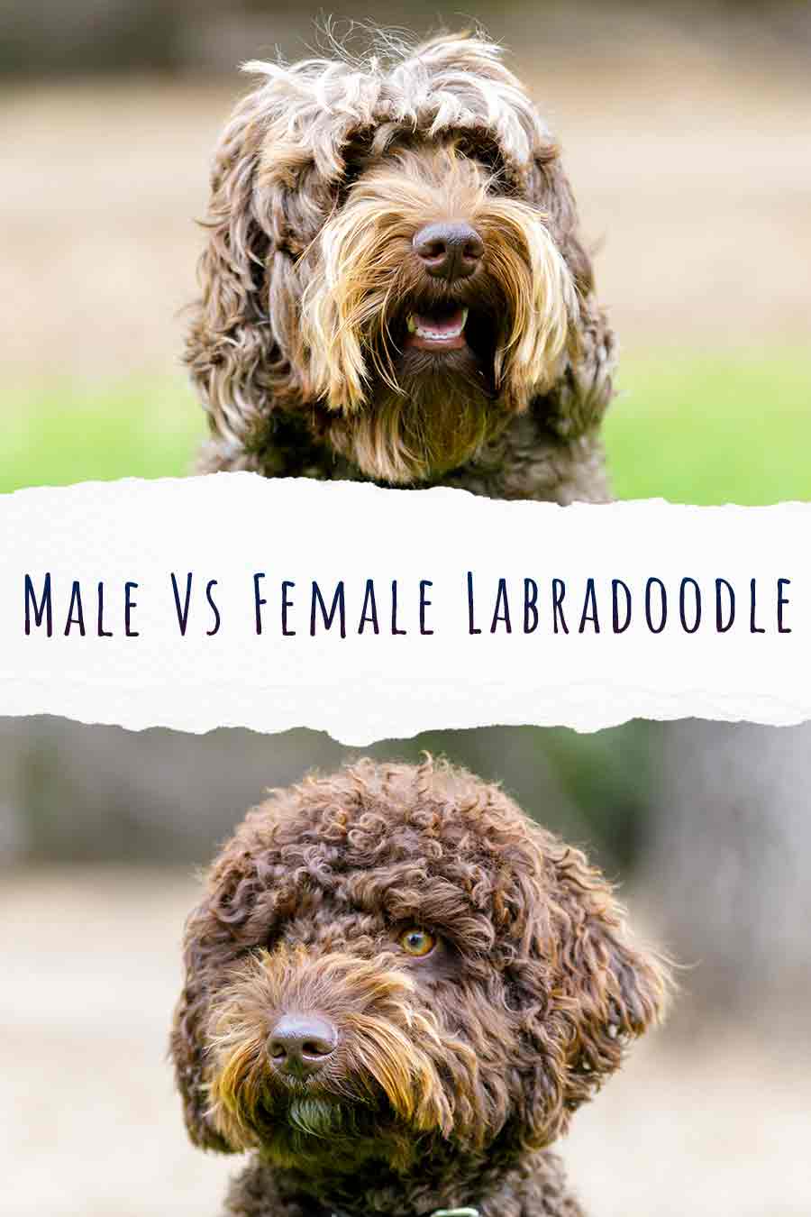 Male Vs Female Labradoodle - Which Should You Get?