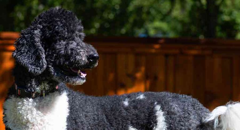 Labradoodle Colors - How Many Will You Recognize?