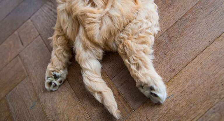 Labradoodle Tail - The Long And The Short Of Their Waggiest Feature