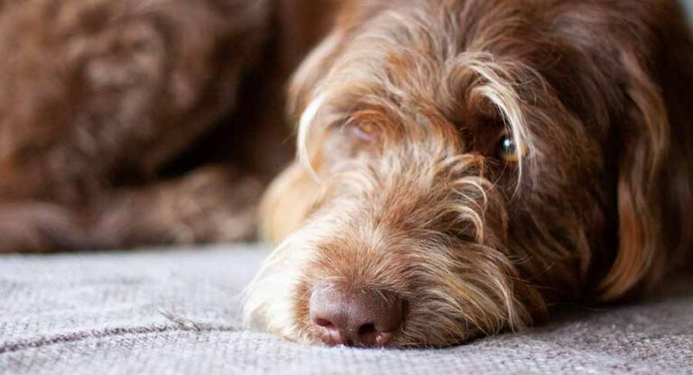 Old Labradoodle - How To Care For A Senior Labradoodle