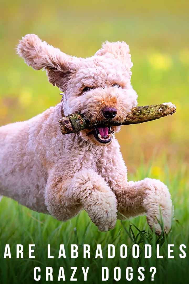 Are Labradoodles Crazy Dogs? The Truth About Labradoodles