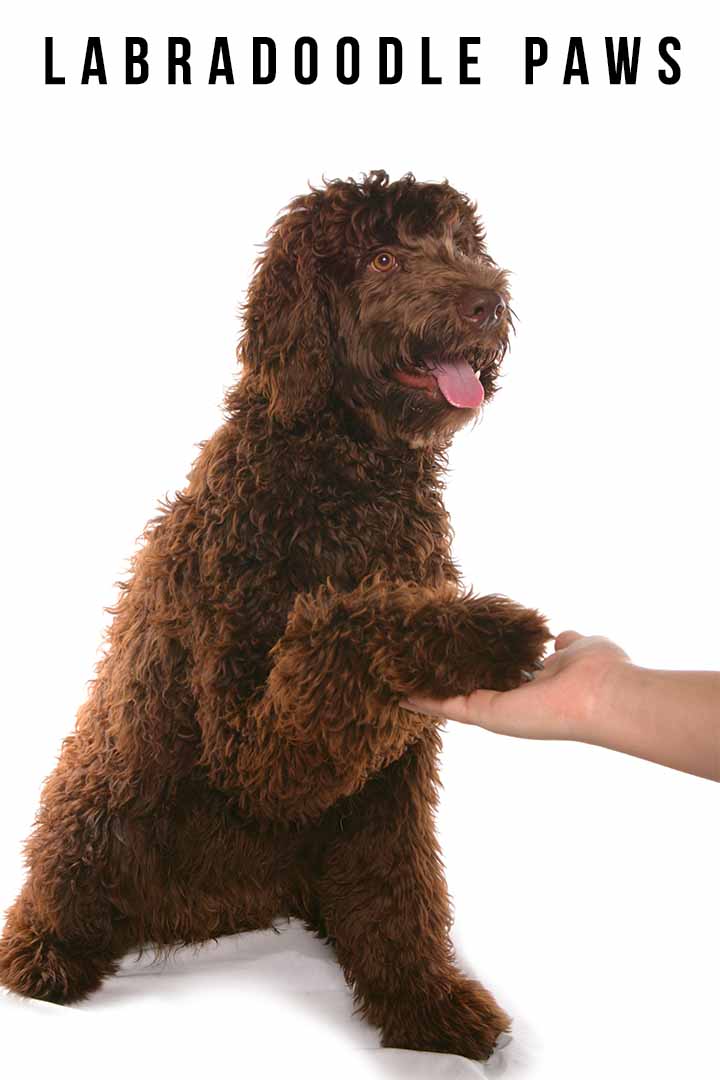 Labradoodle Paws - Care, Grooming, and Common Issues