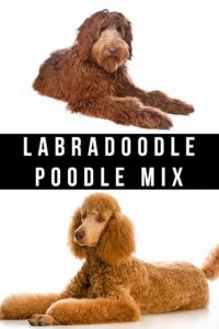 Labradoodle Poodle Mix Breed Traits and Care