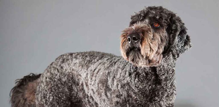 Labradoodle Care Archives - thelabradoodlesite.com