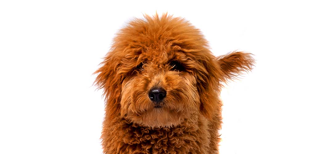 Labradoodle Colors Archives - thelabradoodlesite.com