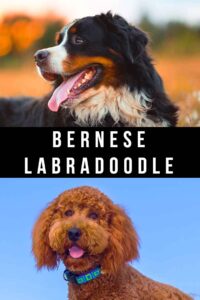 Bernese Labradoodle Mix Care, Appearance And Temperament