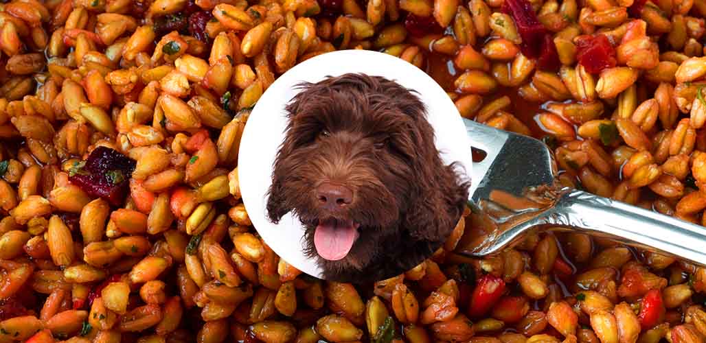 Labradoodle Care Archives - thelabradoodlesite.com