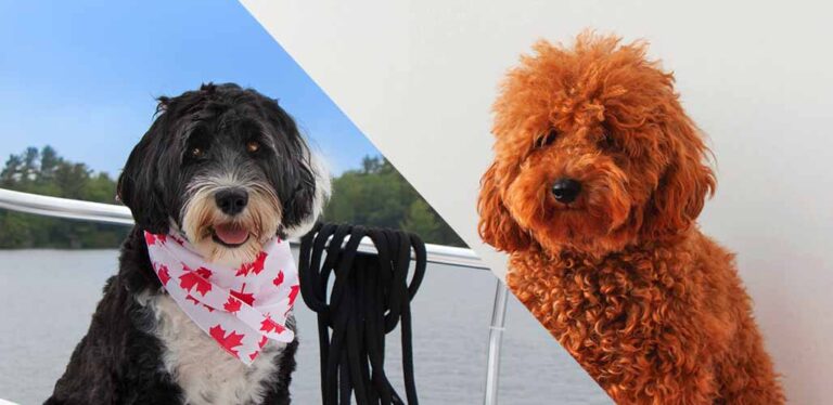 What Is A Portidoodle?