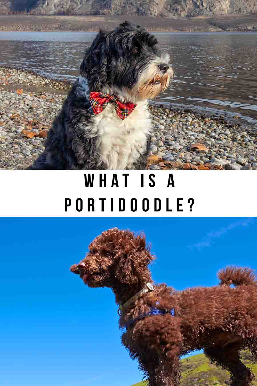 What Is A Portidoodle?