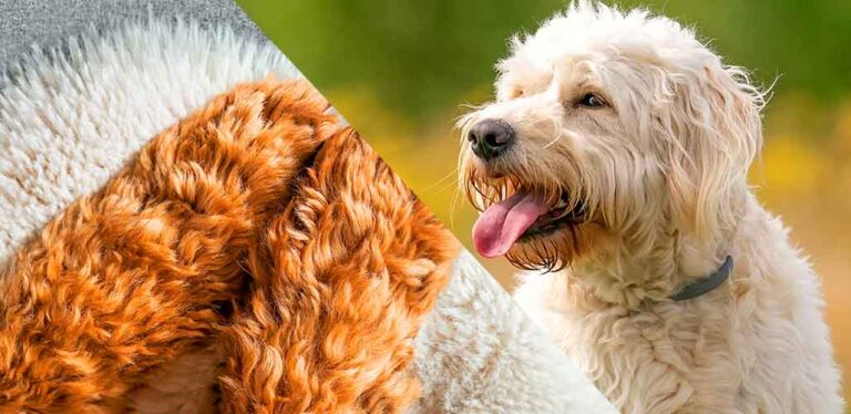 White Dog Fur Turning Rust Color - Why It Happens And What It Means