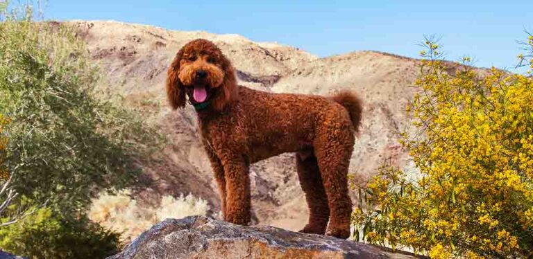 Labradoodle History - A Thoroughly Modern Origin Story