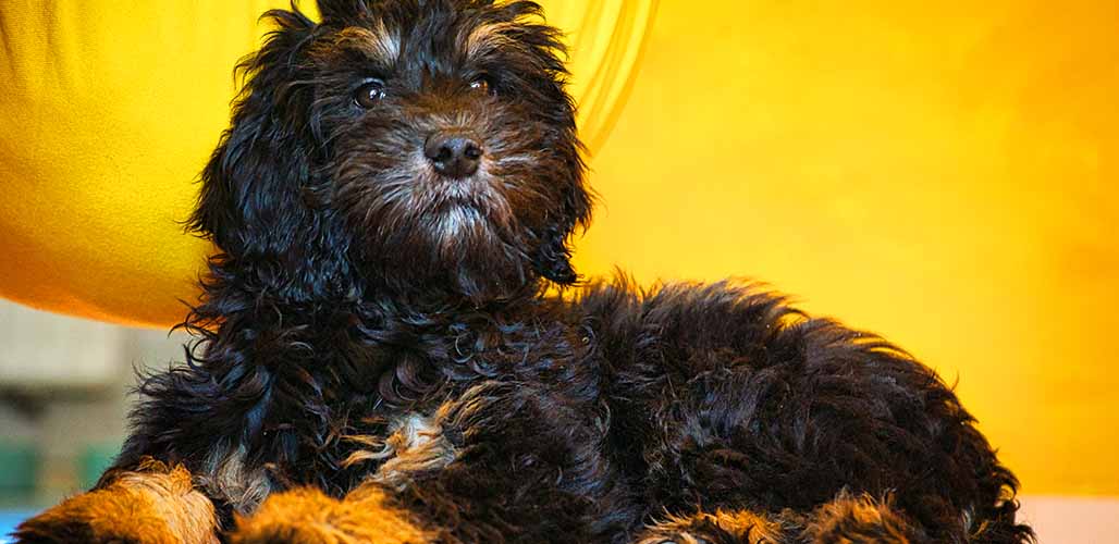 Tri Colored Labradoodle - Colorful Curly Coats